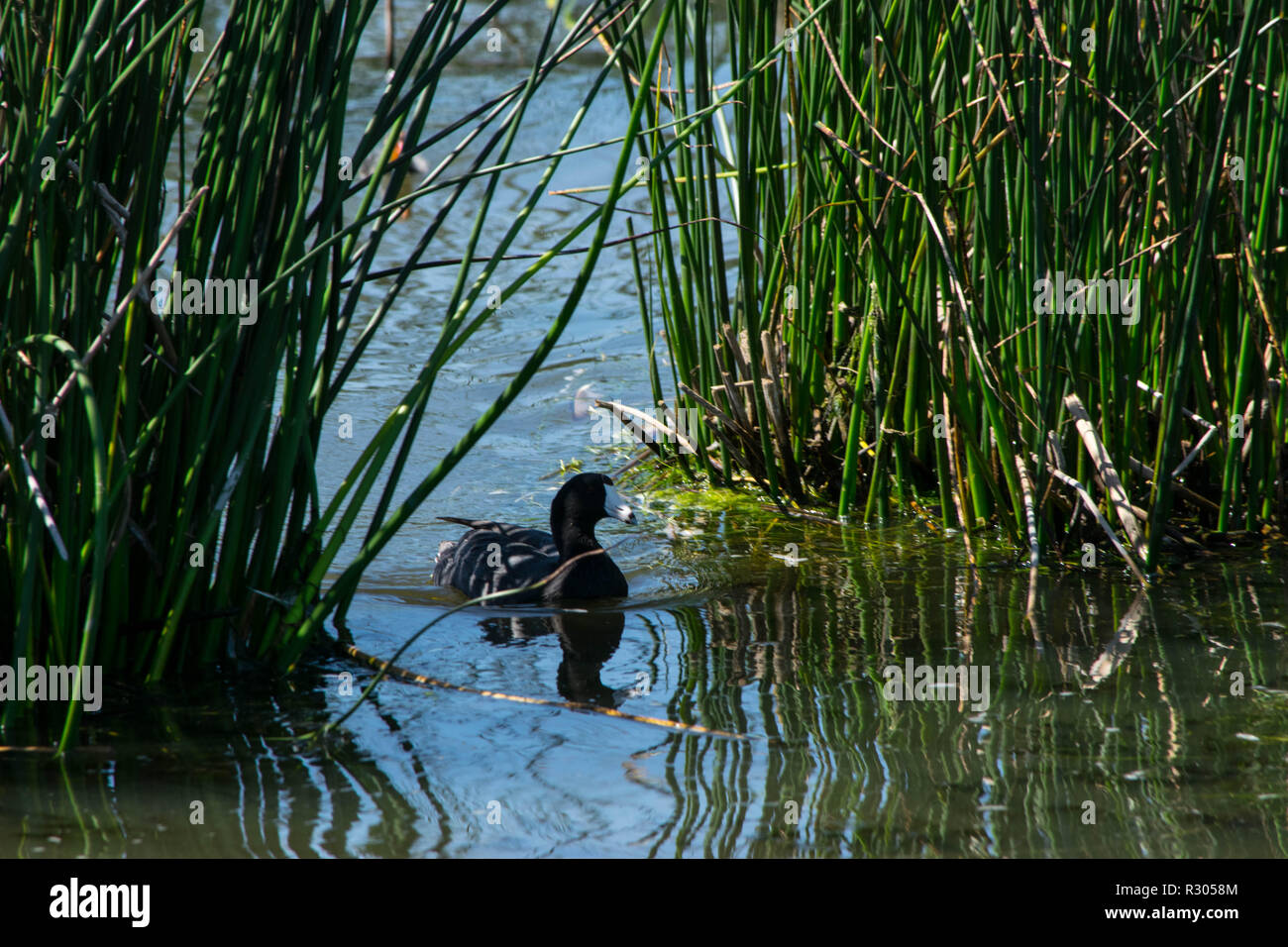 Crazy duck hi-res stock photography and images - Alamy
