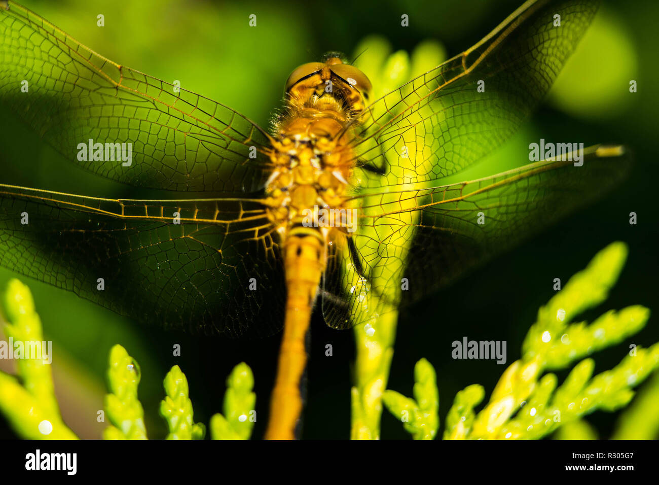 Dragonfly trail hi-res stock photography and images - Alamy