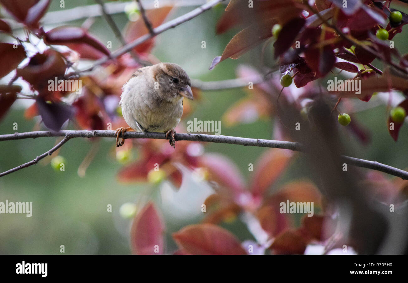 Birds habitat hi-res stock photography and images - Alamy