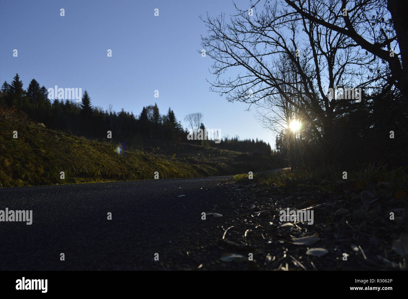 Driving into the forest Stock Photo - Alamy