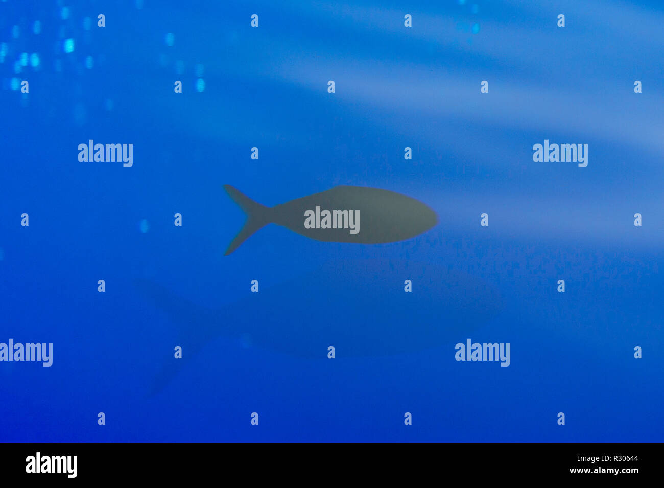 lonely fish in the great barrier reef Stock Photo - Alamy
