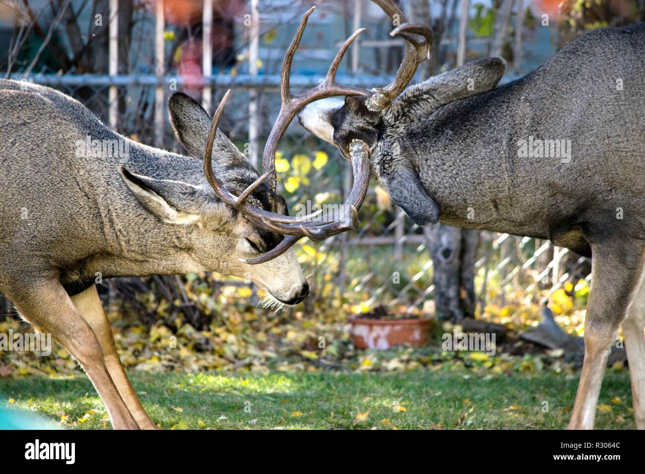 Rutting Mule Deer High Resolution Stock Photography and Images - Alamy