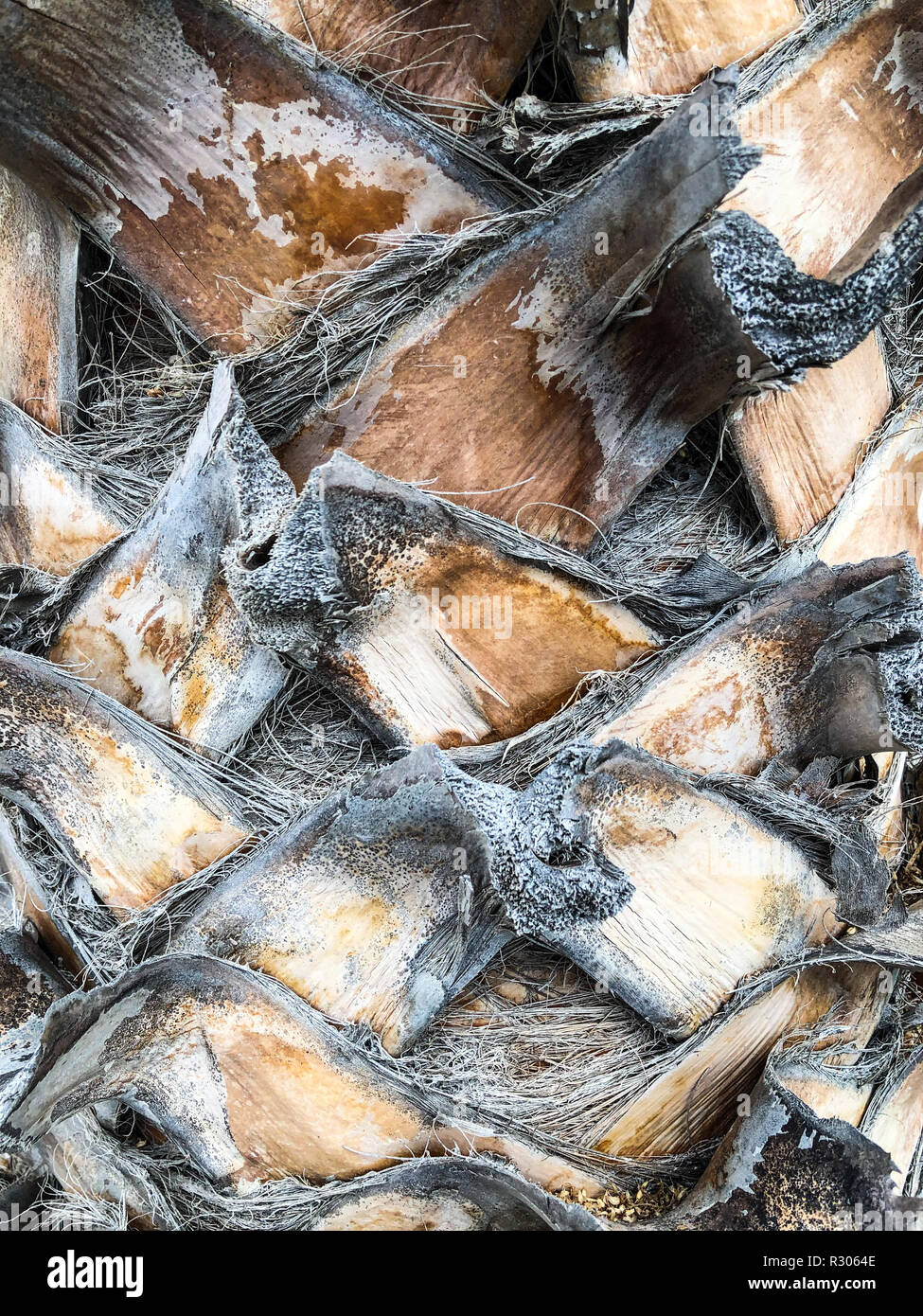 Palm tree trunk texture hi-res stock photography and images - Alamy