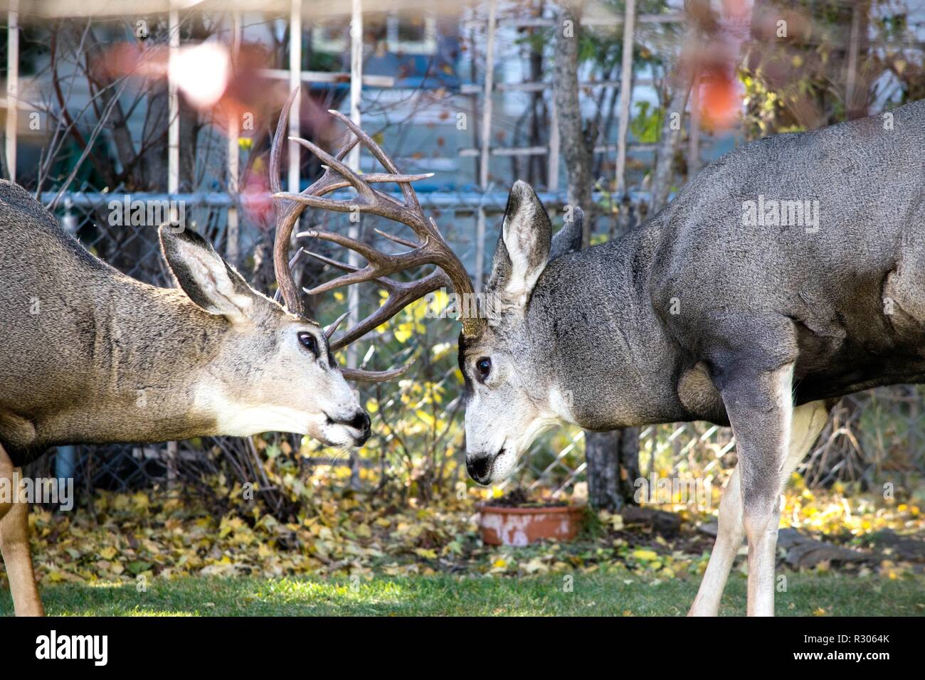 Mule deer jousting in our backyard Stock Photo - Alamy