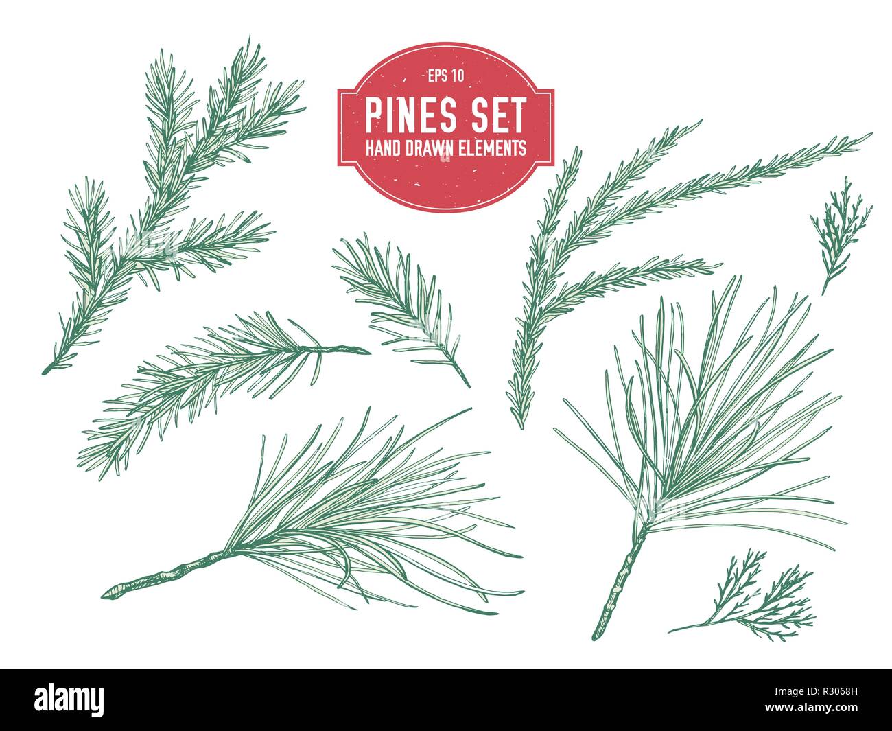 Vector collection of hand drawn pastel pine branch, spruce, redwood ...