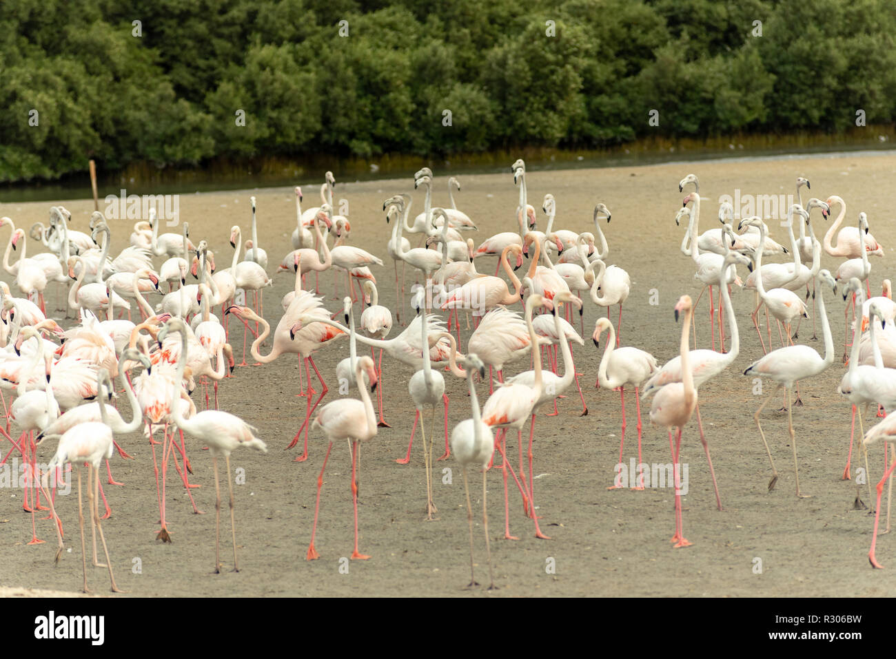 Dubai flamingoes hi-res stock photography and images - Alamy