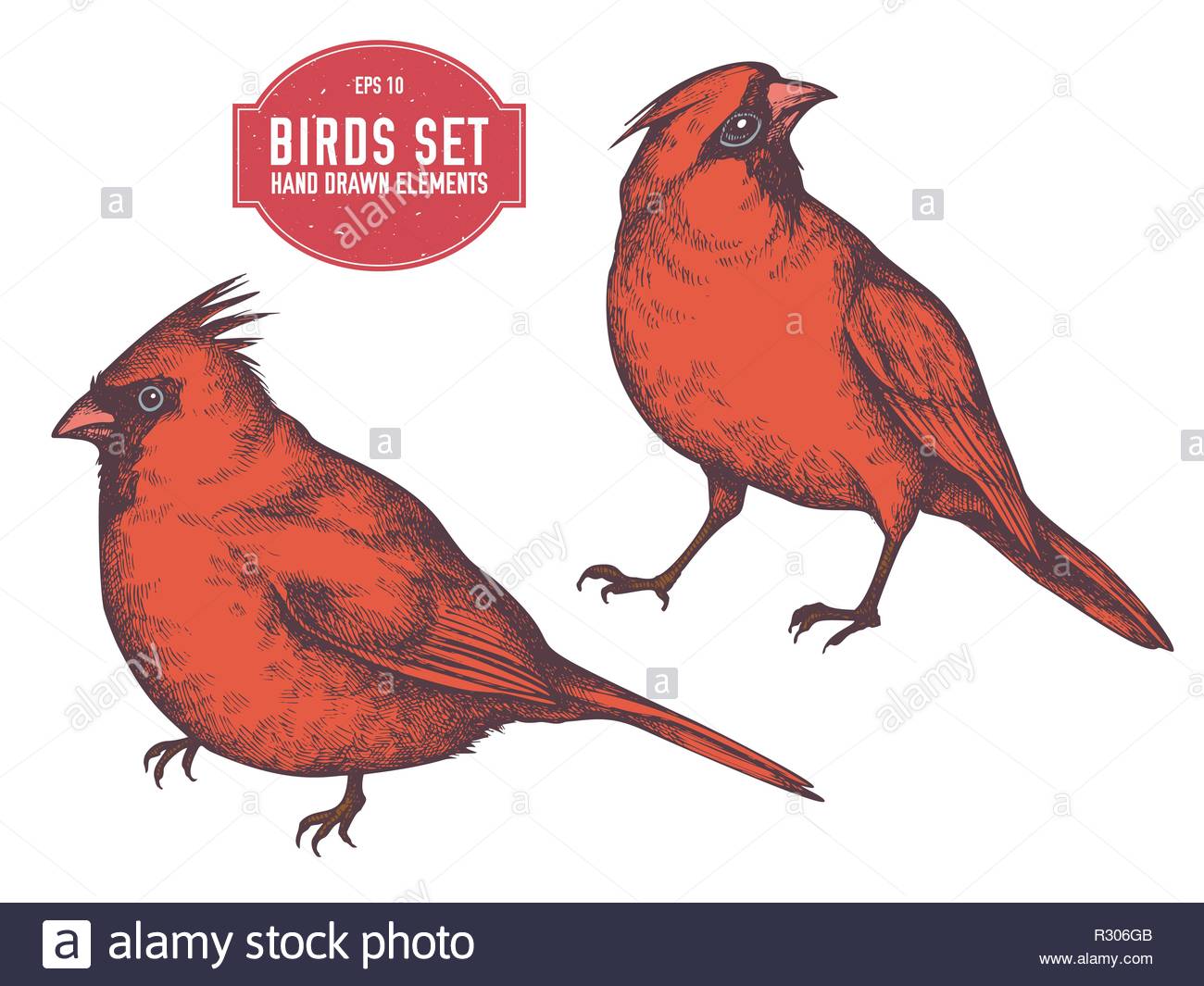 Cardinal Flying Stock Photos & Cardinal Flying Stock Images - Alamy