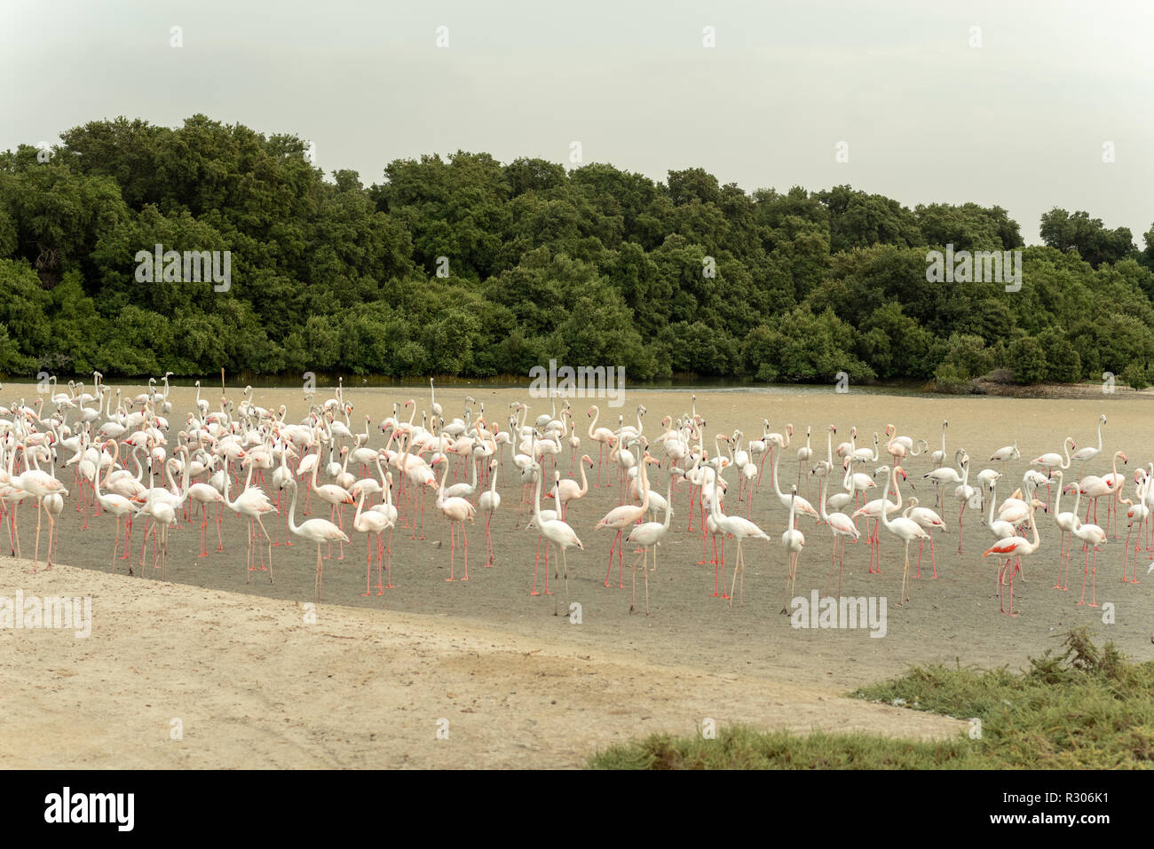 Flamingoes in Ras Al Khor Wildlife Sanctuary, Ramsar Site, Flamingo ...