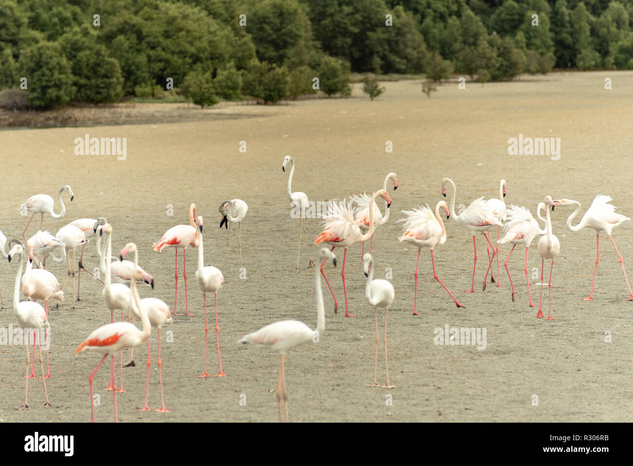 Flamingoes in Ras Al Khor Wildlife Sanctuary, Ramsar Site, Flamingo ...