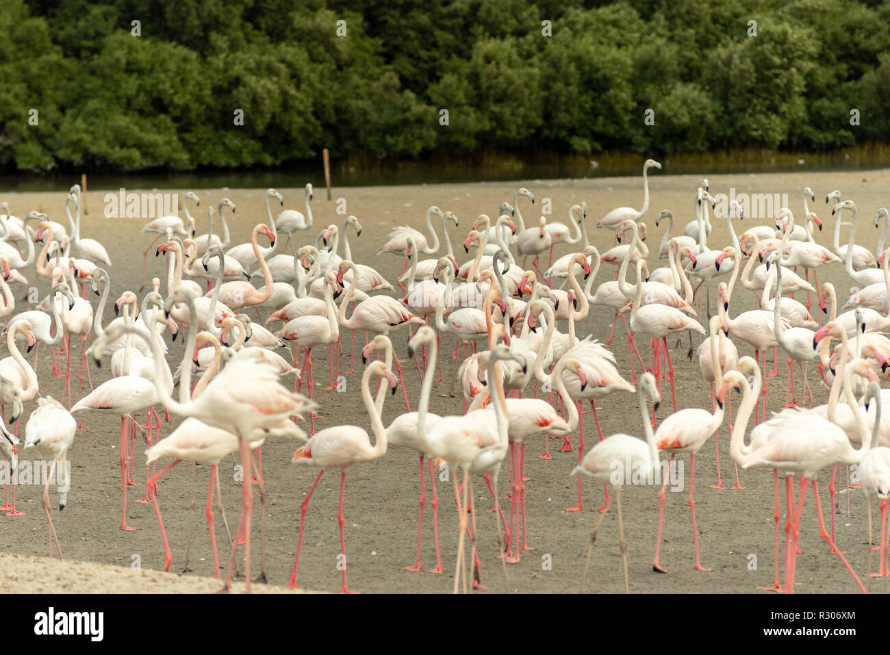 Flamingoes in Ras Al Khor Wildlife Sanctuary, Ramsar Site, Flamingo ...