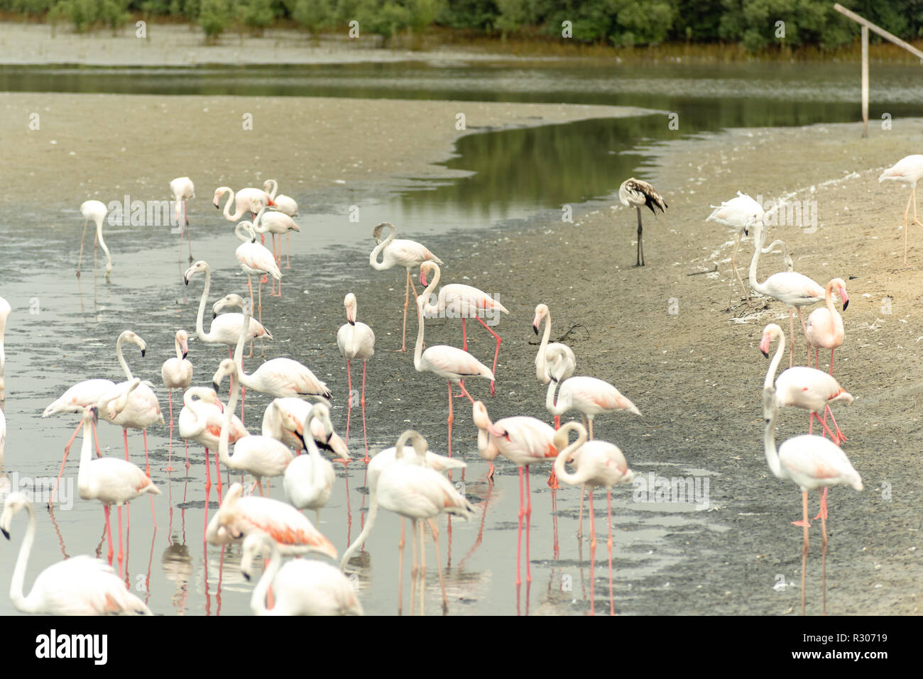 Flamingoes in Ras Al Khor Wildlife Sanctuary, Ramsar Site, Flamingo ...