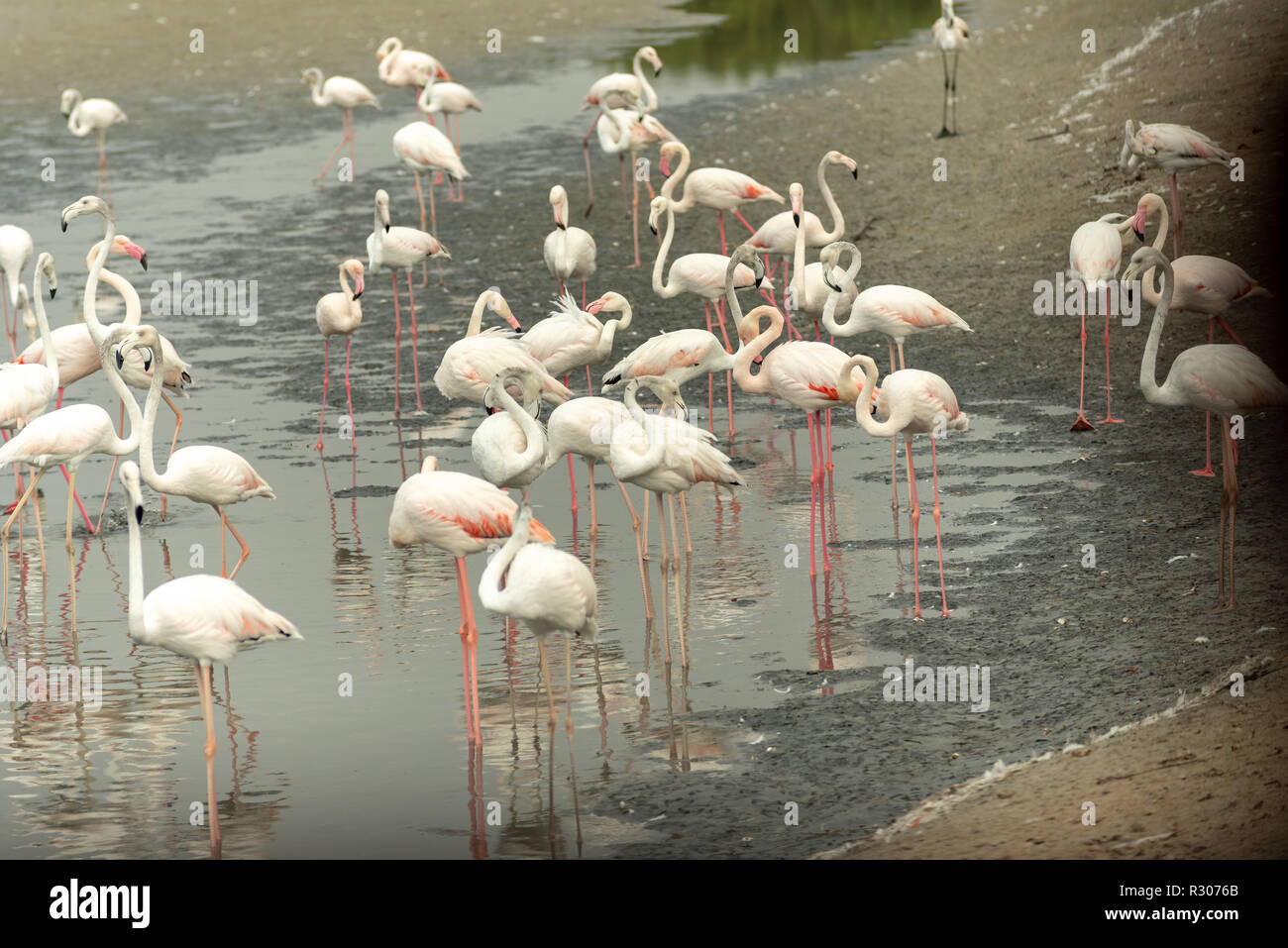 Flamingoes in Ras Al Khor Wildlife Sanctuary, Ramsar Site, Flamingo ...