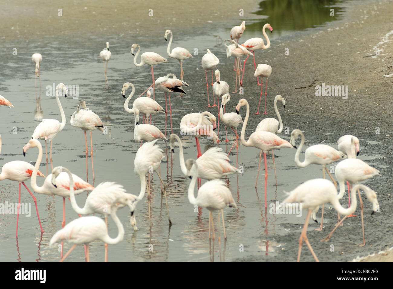 Flamingoes in Ras Al Khor Wildlife Sanctuary, Ramsar Site, Flamingo ...