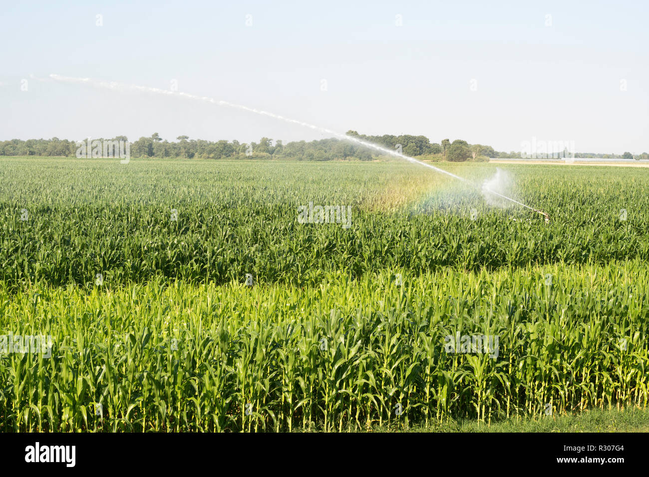 Watering a crop of maize or sweet corn, in the Loire valley, Loiret ...
