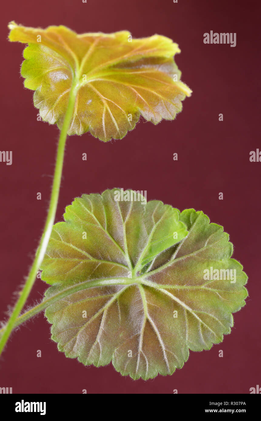 Specific structures hi-res stock photography and images - Alamy