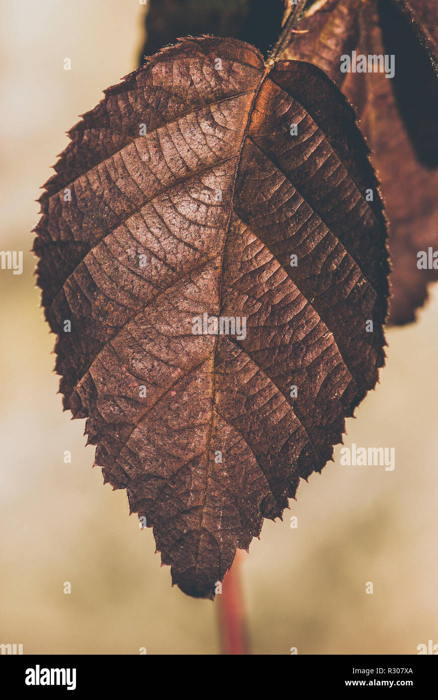 Brown fall leaf hi-res stock photography and images - Alamy