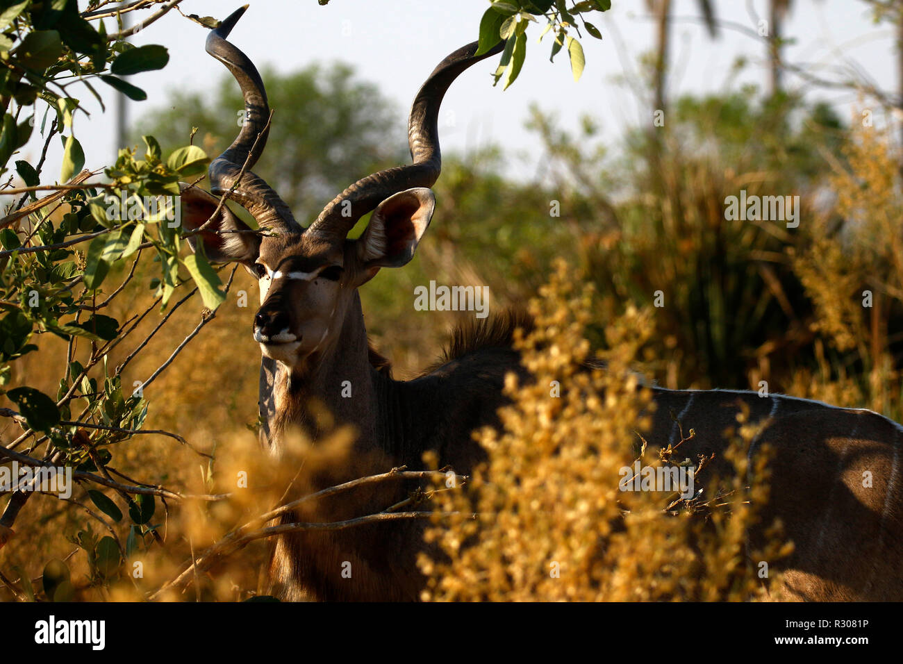 Greater kudu images hi-res stock photography and images - Alamy