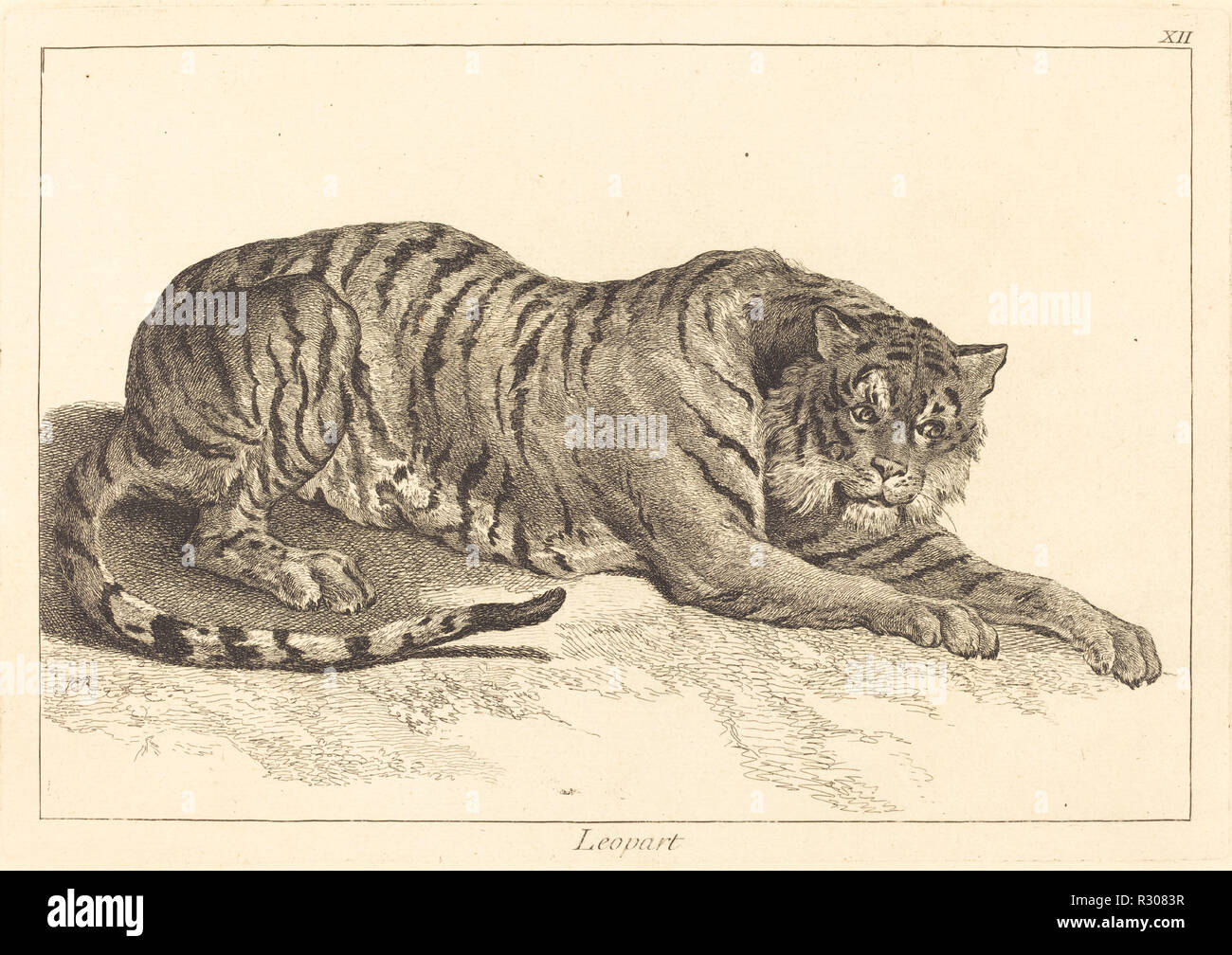 Tiger etching hi-res stock photography and images - Alamy