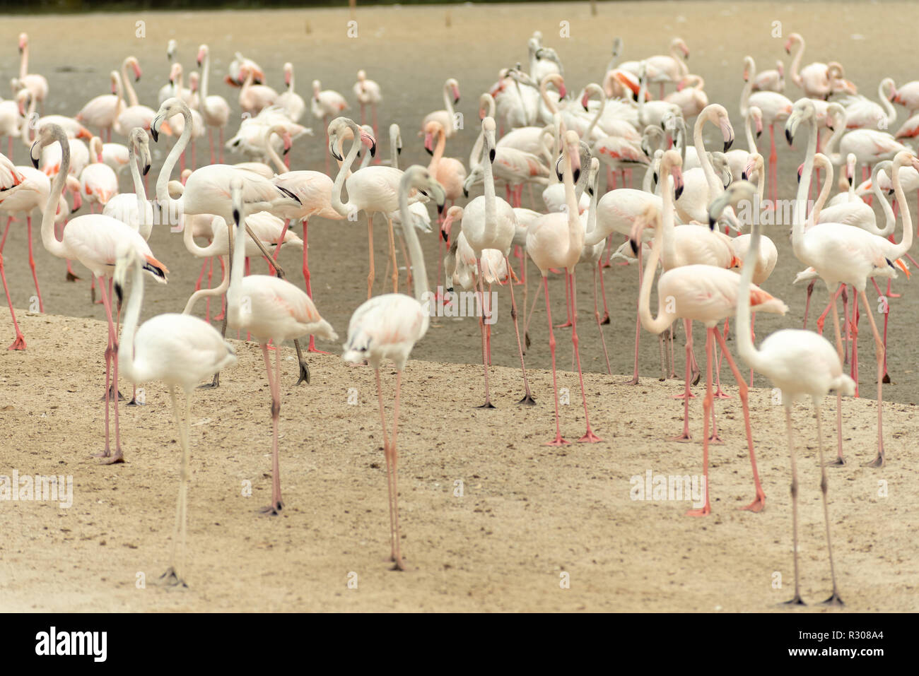 Flamingoes in Ras Al Khor Wildlife Sanctuary, Ramsar Site, Flamingo ...