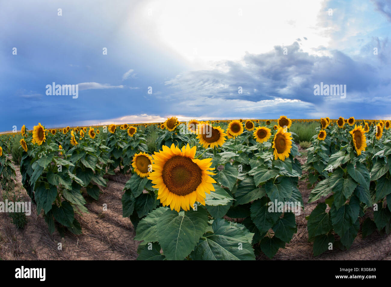 Dia sunflowers hi-res stock photography and images - Alamy