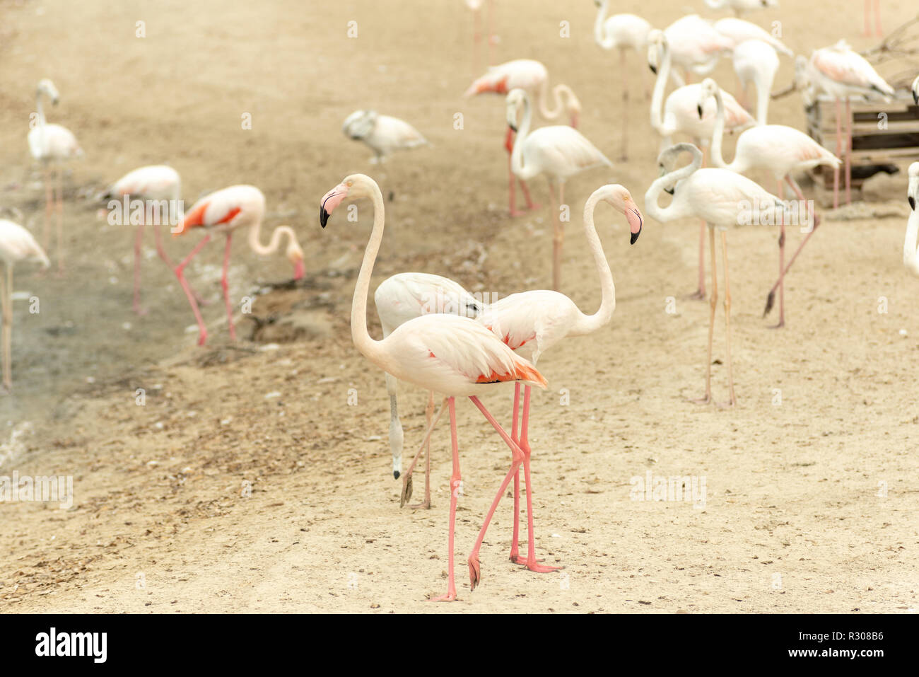 Flamingoes in Ras Al Khor Wildlife Sanctuary, Ramsar Site, Flamingo ...