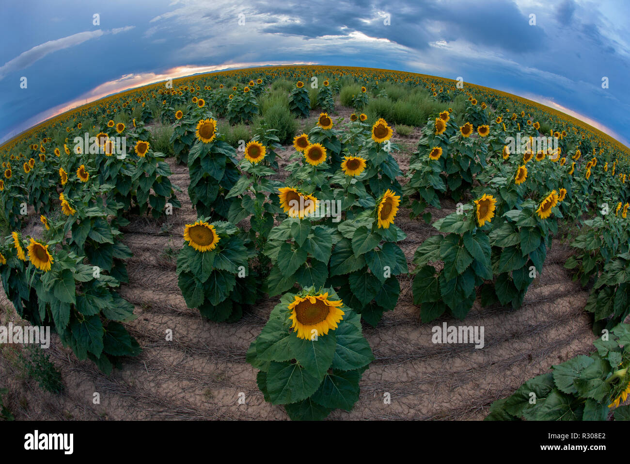 Dia sunflowers hi-res stock photography and images - Alamy