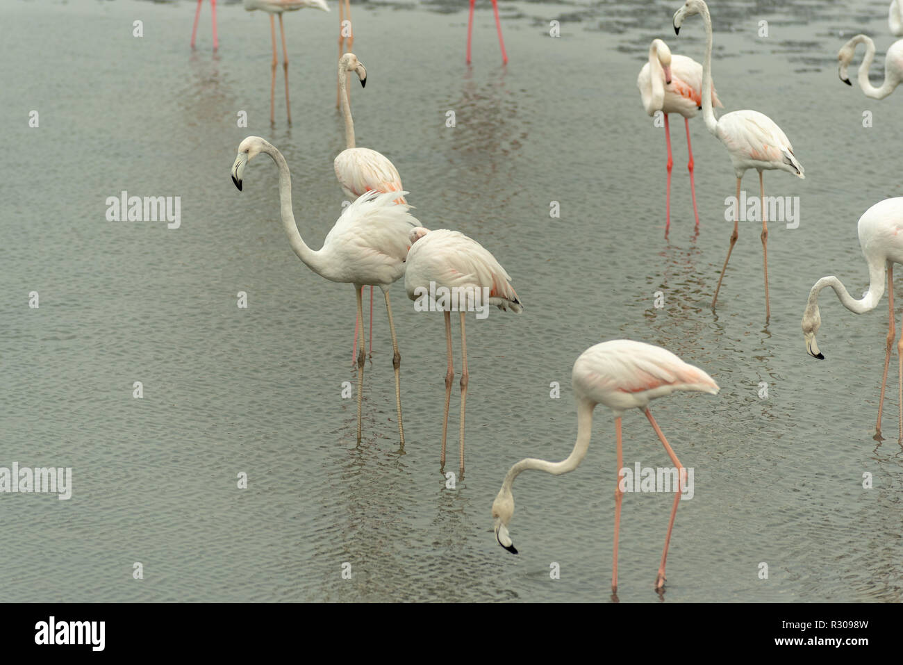 Flamingoes in Ras Al Khor Wildlife Sanctuary, Ramsar Site, Flamingo ...