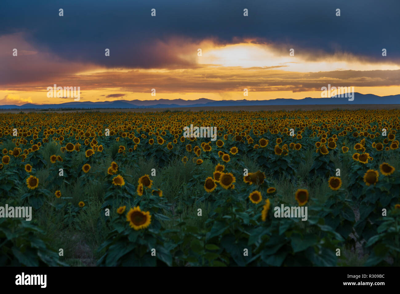 Dia sunflowers hi-res stock photography and images - Alamy
