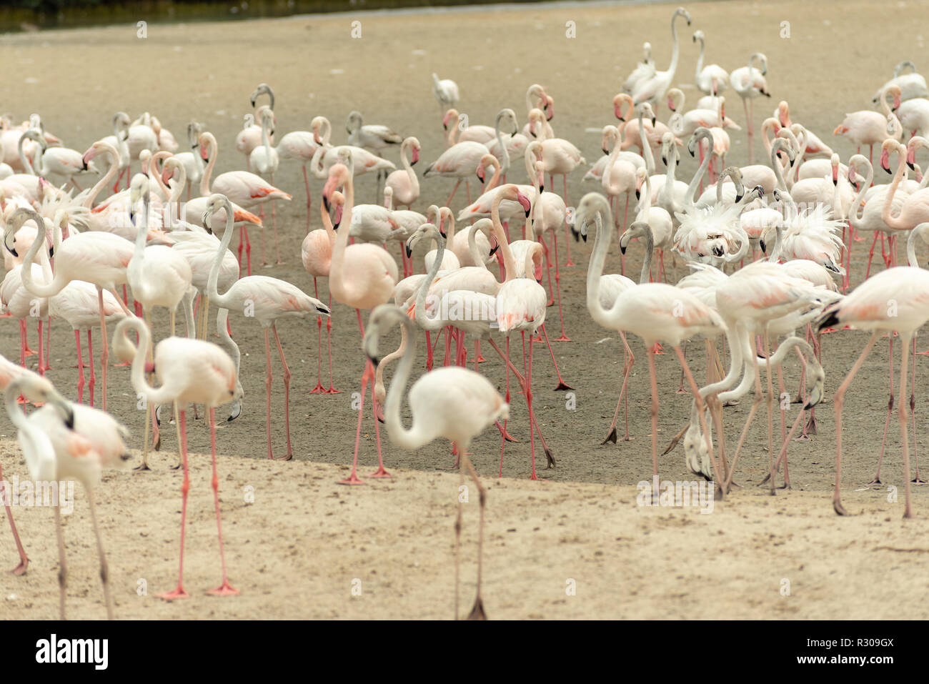 Flamingoes in Ras Al Khor Wildlife Sanctuary, Ramsar Site, Flamingo ...