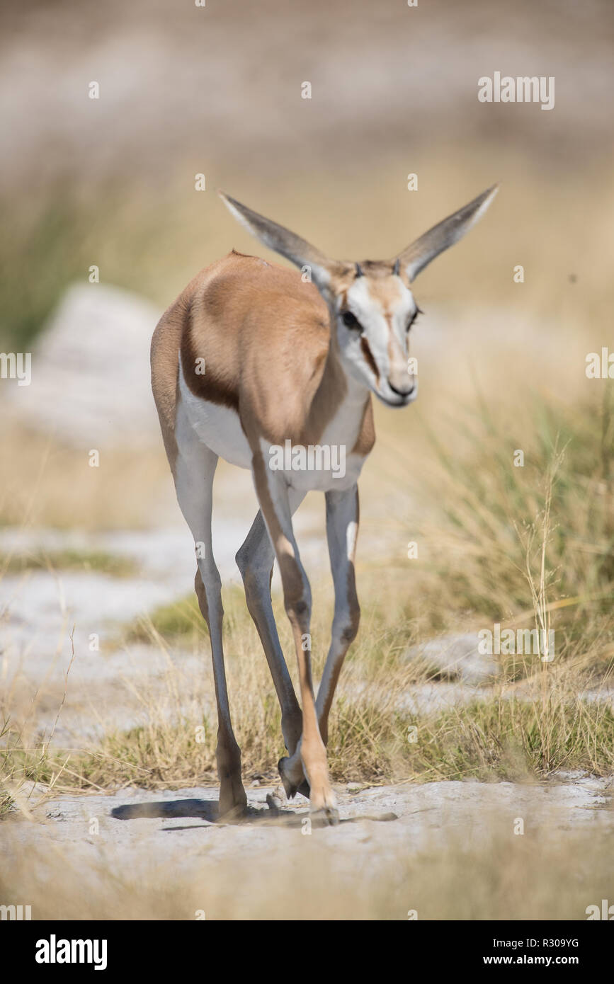 Springbok in open landscape Stock Photo - Alamy