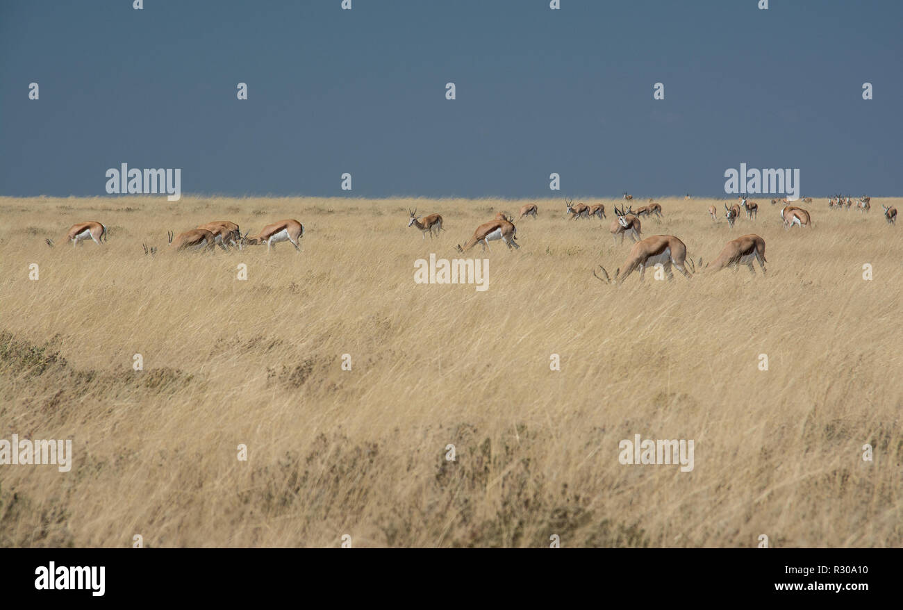 Male female springbok hi-res stock photography and images - Alamy