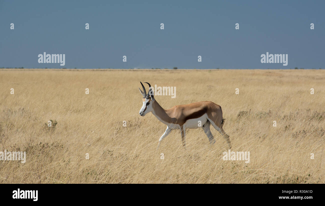 Springbok in open landscape Stock Photo - Alamy