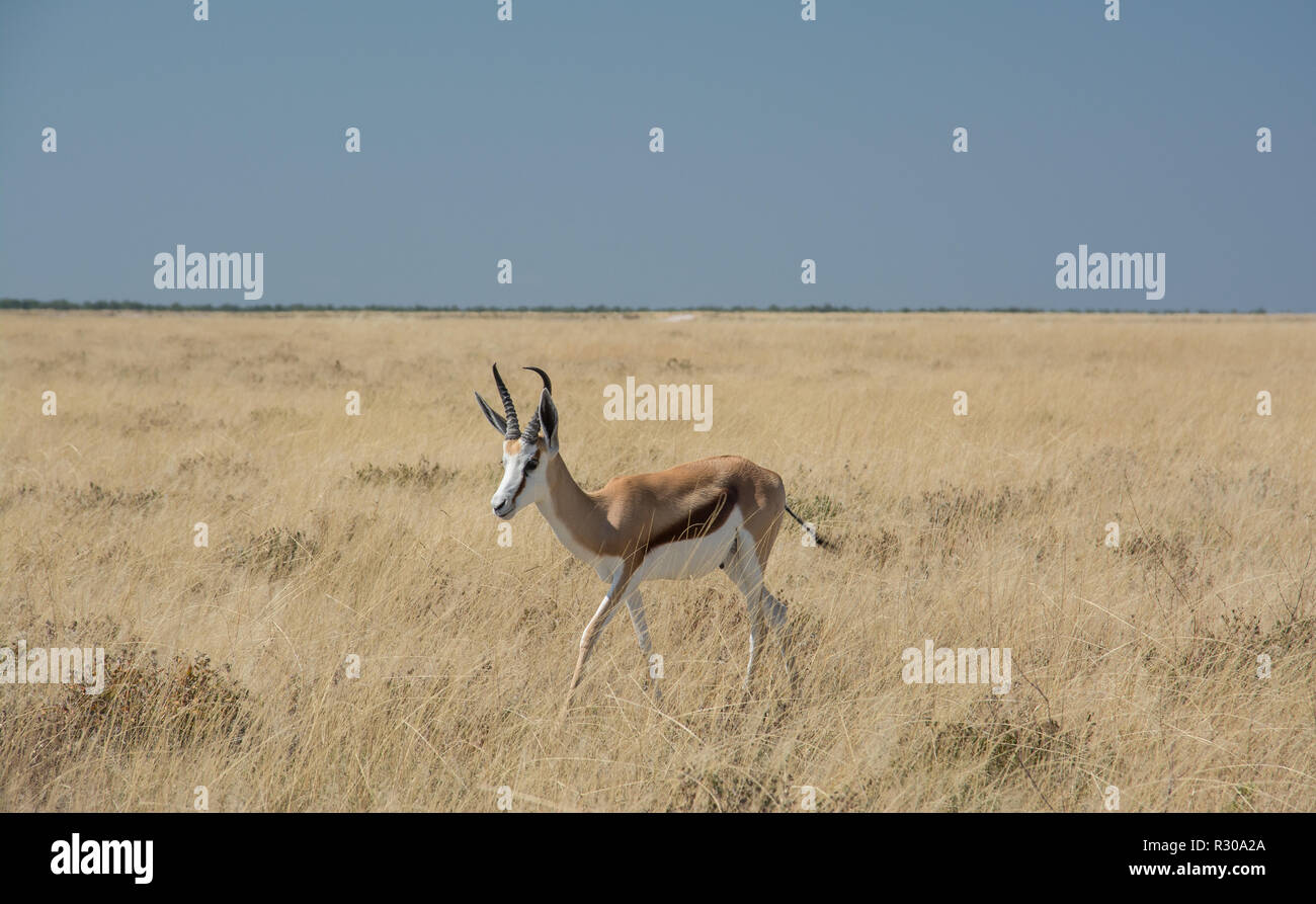 Springbok walking hi-res stock photography and images - Alamy