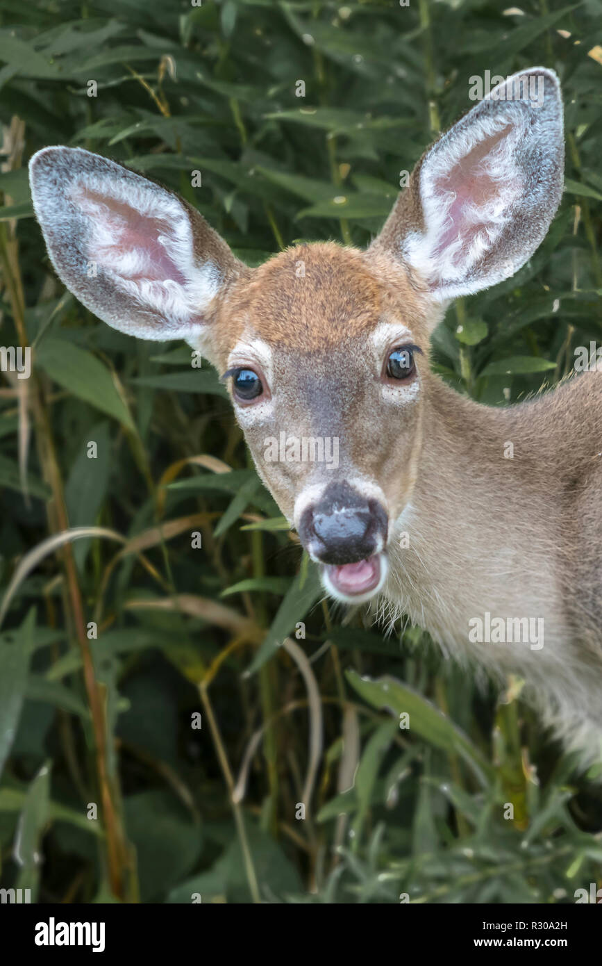 Stare ears ta hi-res stock photography and images - Alamy