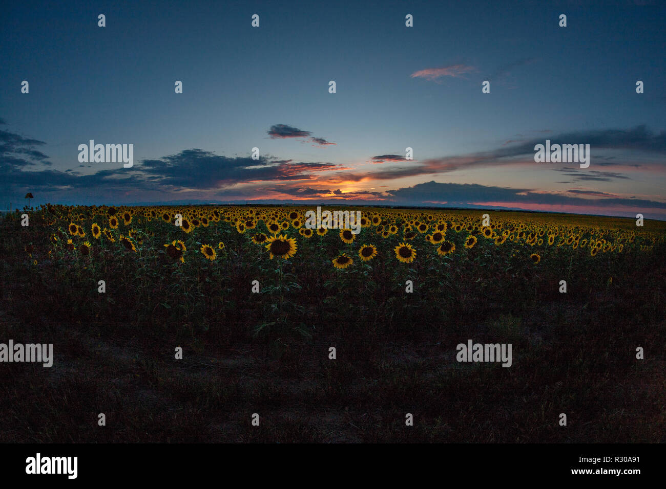 DIA Sunflowers 2016 Stock Photo - Alamy