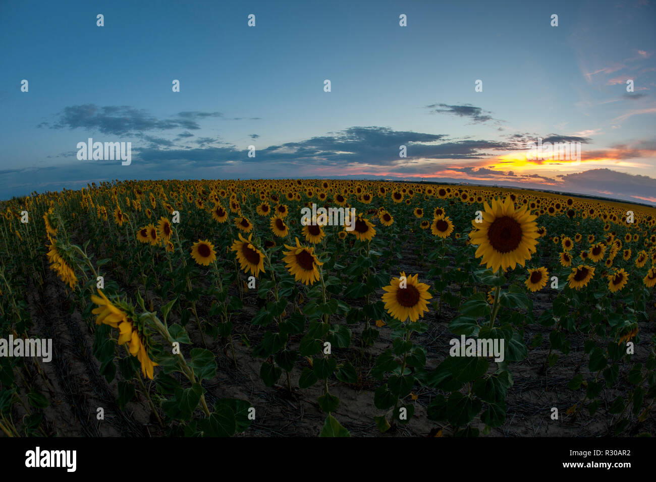 DIA Sunflowers 2016 Stock Photo - Alamy