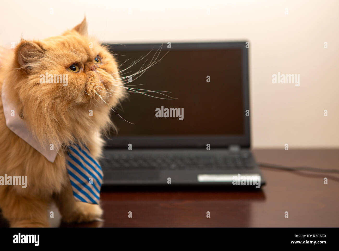 Cat Laptop Gif