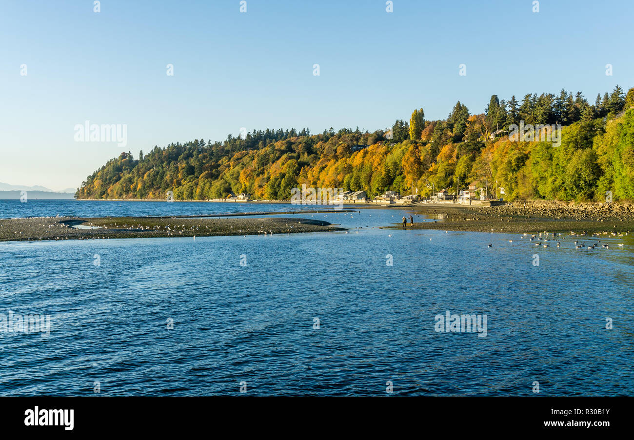 A landscape shot of autumn trees and low tide in Des Moines, Washington ...