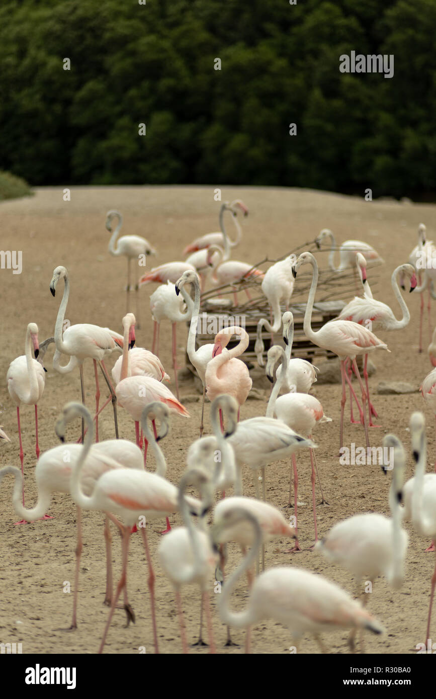 Bird sanctuary in ras al khor dubai hi-res stock photography and images ...