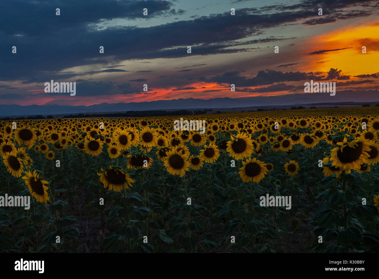 DIA Sunflowers 2016 Stock Photo - Alamy