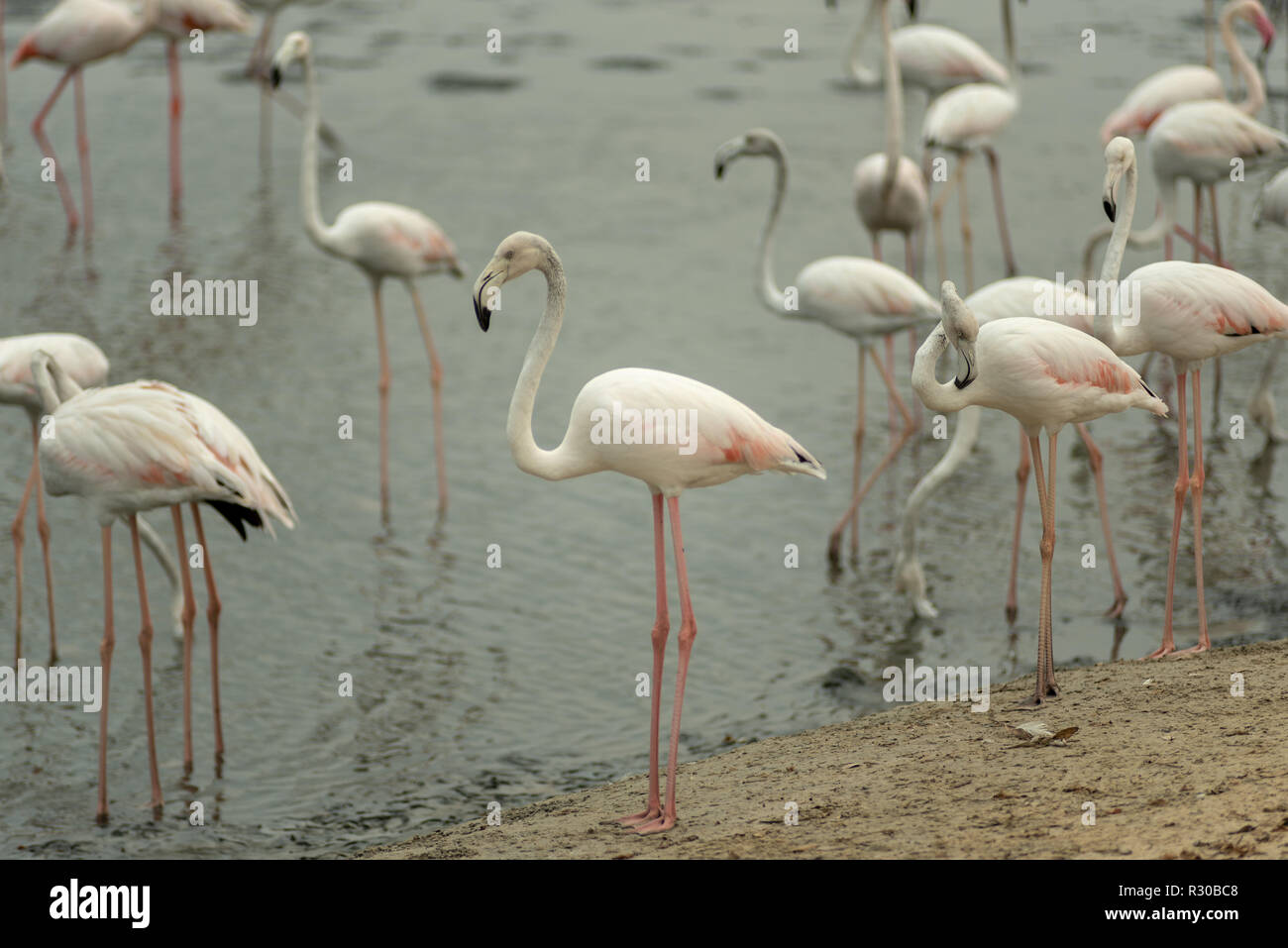 Flamingoes in Ras Al Khor Wildlife Sanctuary, Ramsar Site, Flamingo ...