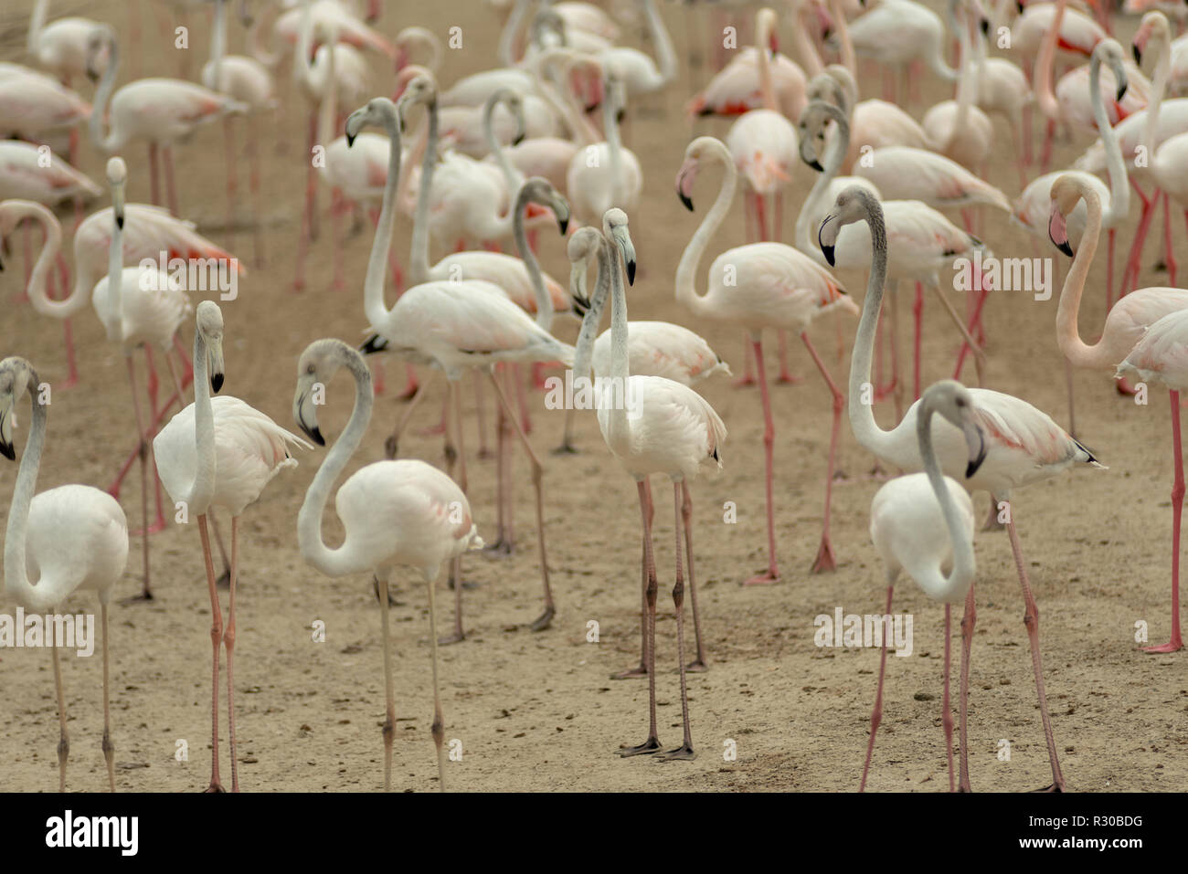 Flamingoes in Ras Al Khor Wildlife Sanctuary, Ramsar Site, Flamingo ...