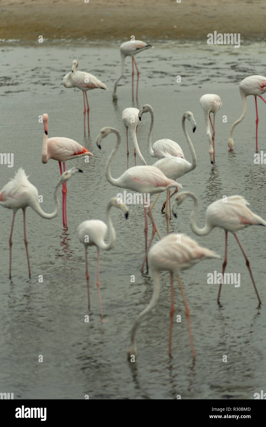 Flamingoes in Ras Al Khor Wildlife Sanctuary, Ramsar Site, Flamingo ...