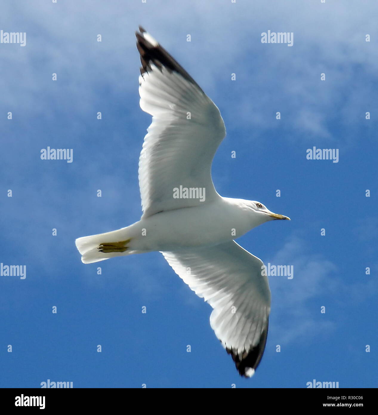 Seagull wing span hi-res stock photography and images - Alamy