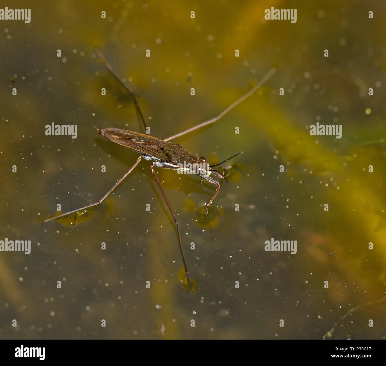 Common pondskater hi-res stock photography and images - Alamy
