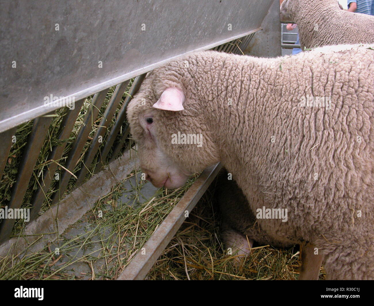 Sheep eating at a trough hi-res stock photography and images - Alamy