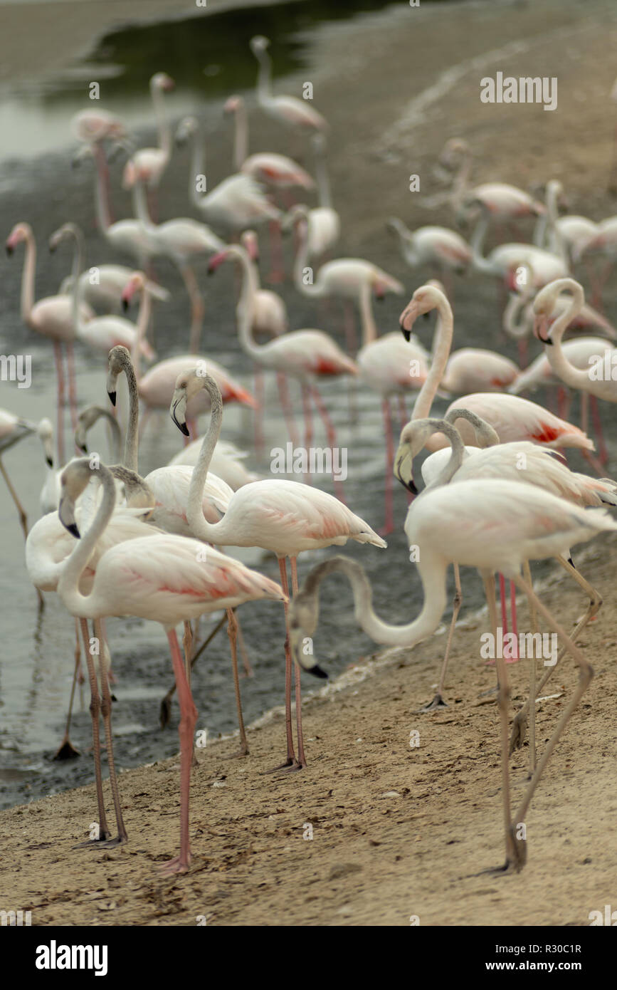 Flamingoes in Ras Al Khor Wildlife Sanctuary, Ramsar Site, Flamingo ...
