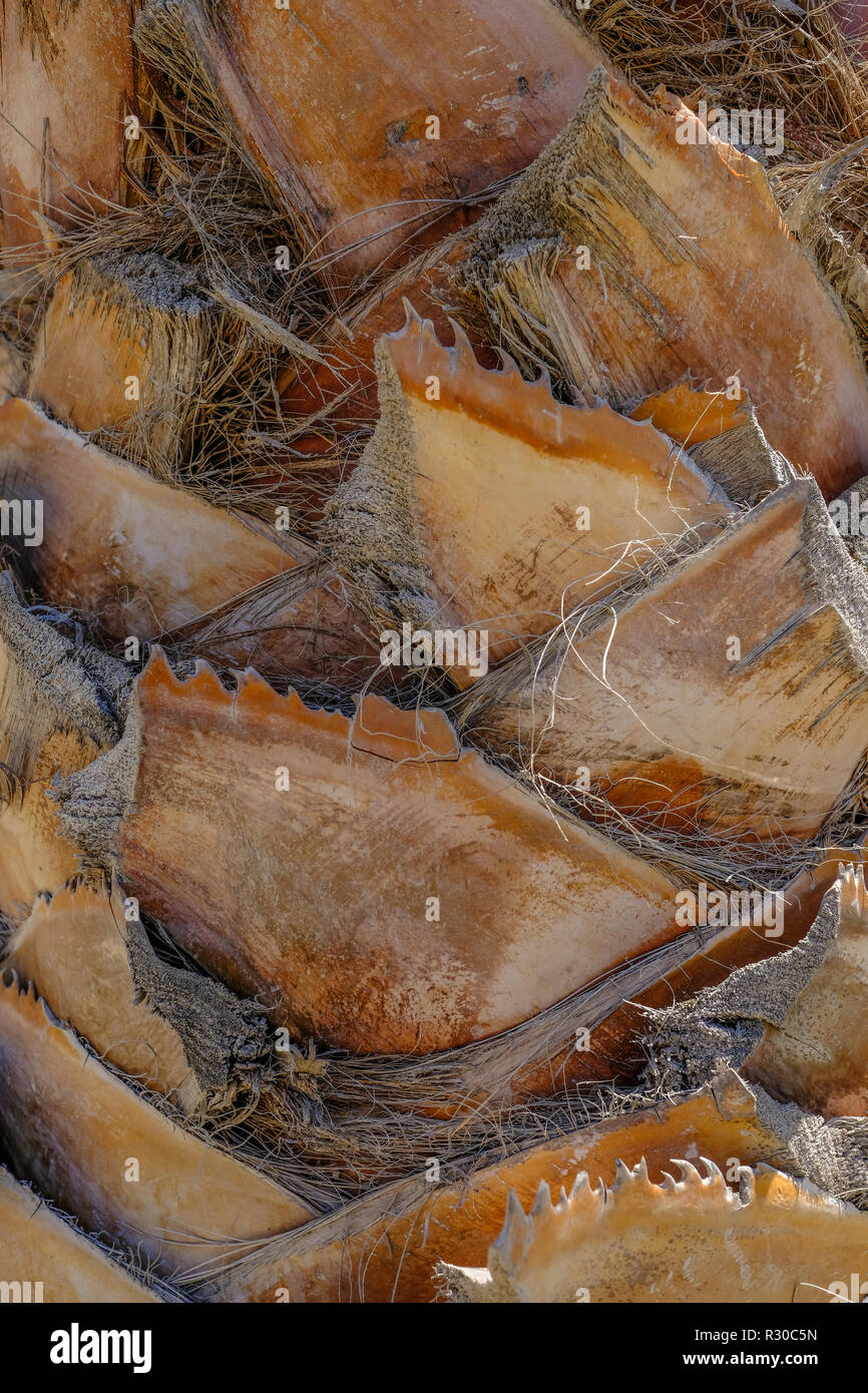Palm texture hi-res stock photography and images - Alamy