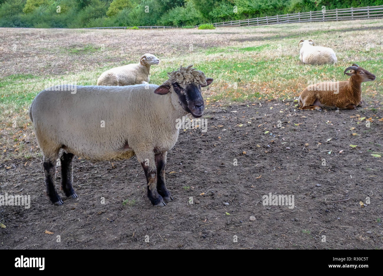 Two rams lying down sheep hi-res stock photography and images - Alamy