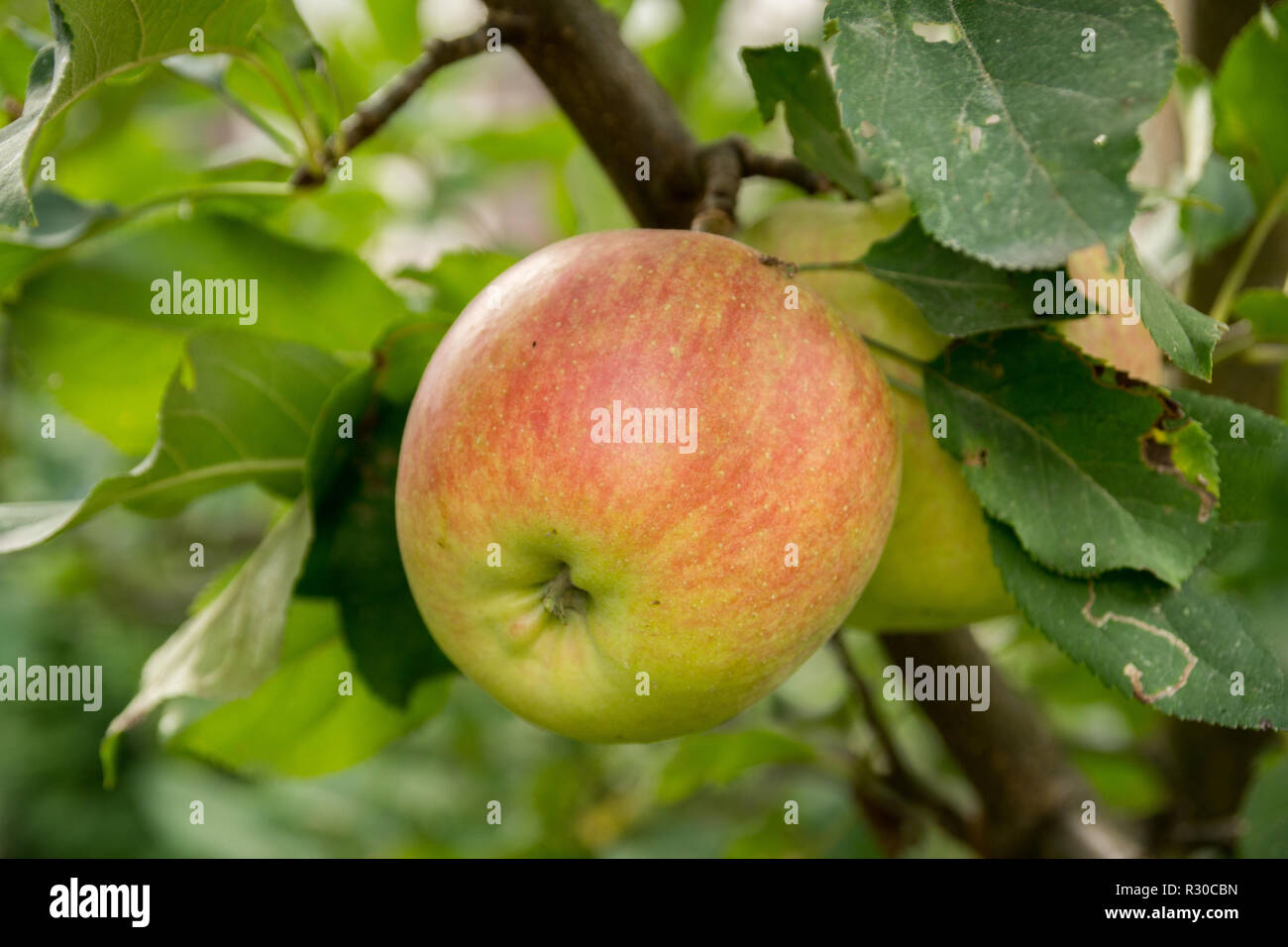single apple hanging on a tree branch between grean leaves Stock Photo ...